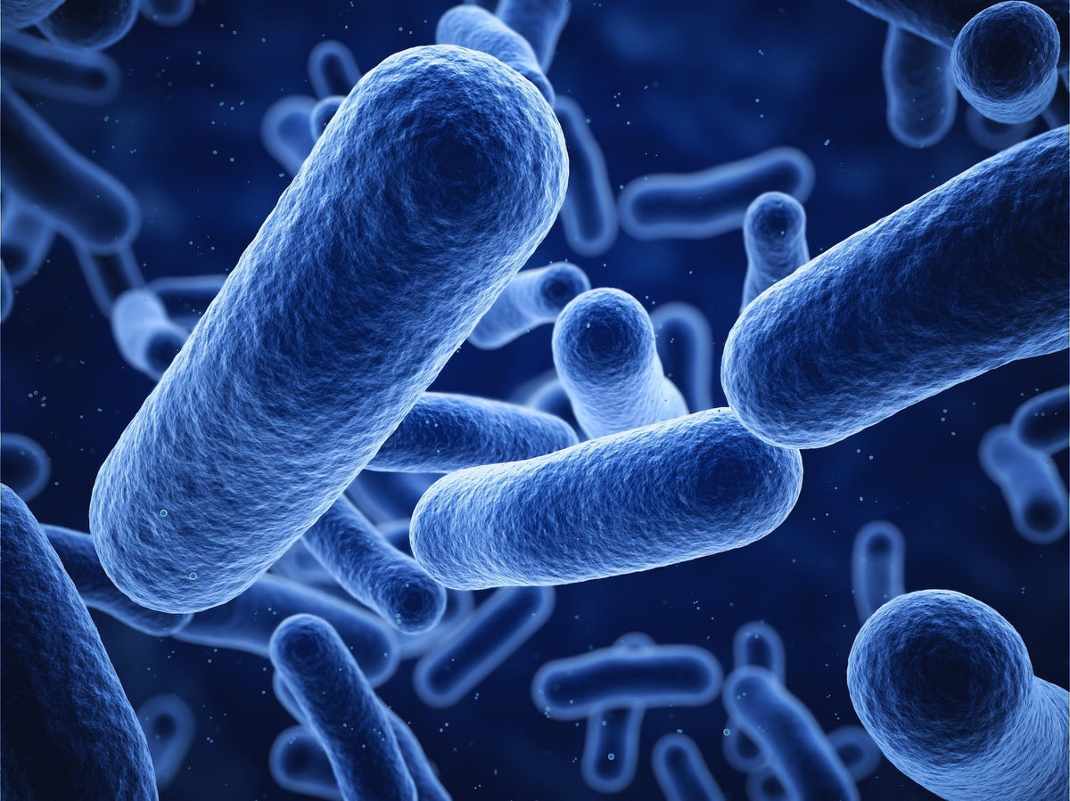The Role of Gut Bacteria in Digestion – Microbiomely