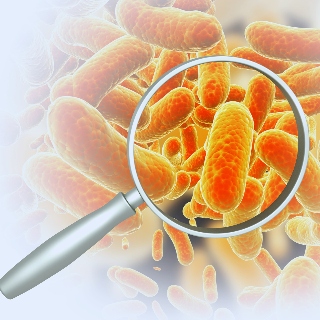 The Inner Ecosystem: An Introduction to the Human Gut Microbiome ...